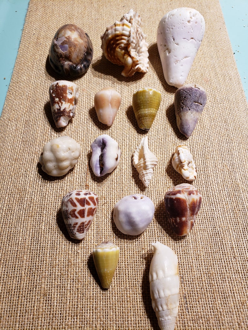 Hawaiian Seashellslarge Shellsrare Shells Huge Cone | Etsy