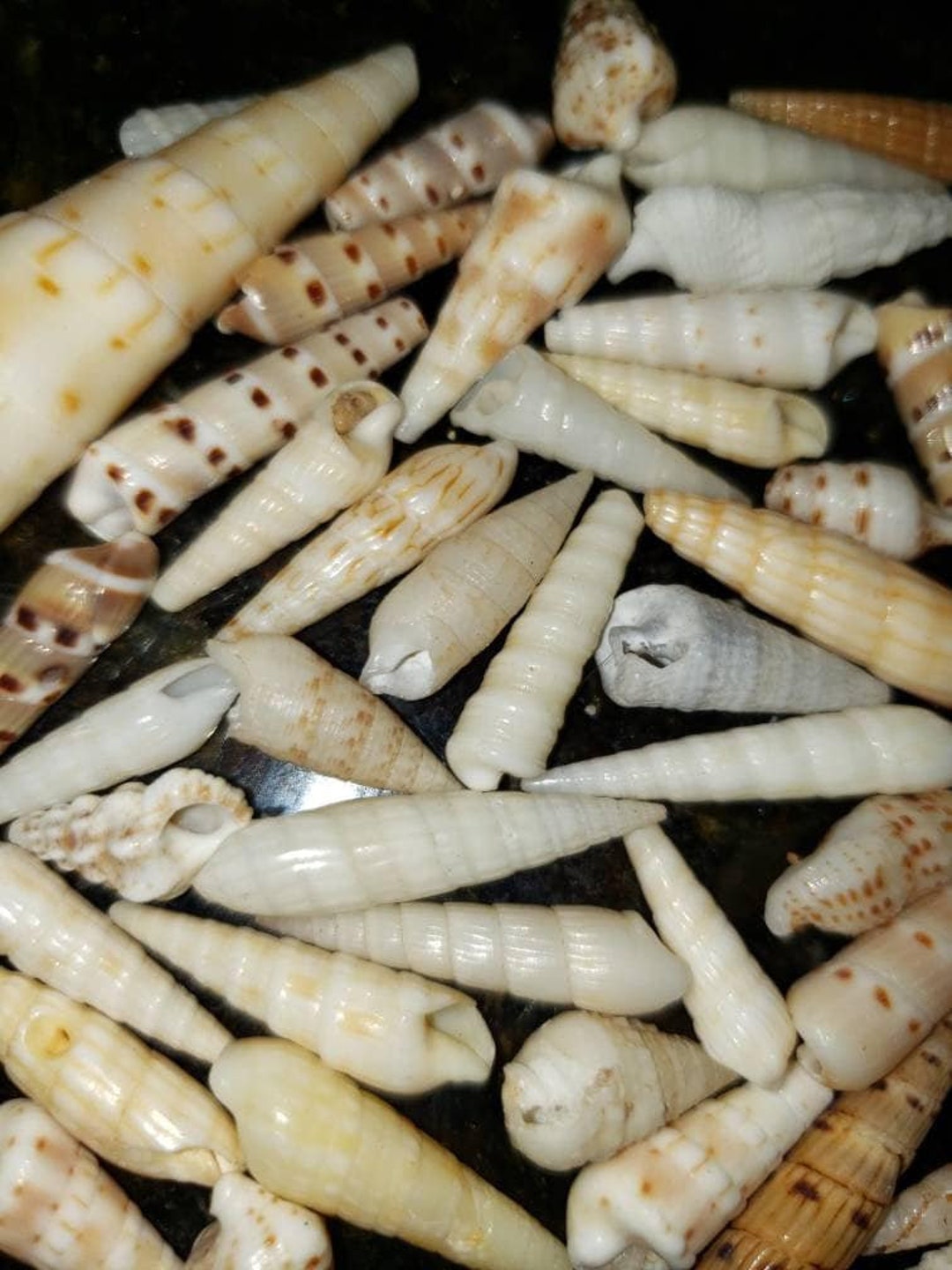 15 Rare Hawaiian Miter Seashells - Etsy