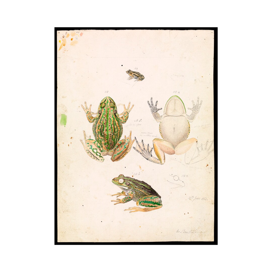 Arthur Bartholomew, Growling Grass Frog, Litoria Raniformis | Art Print ...