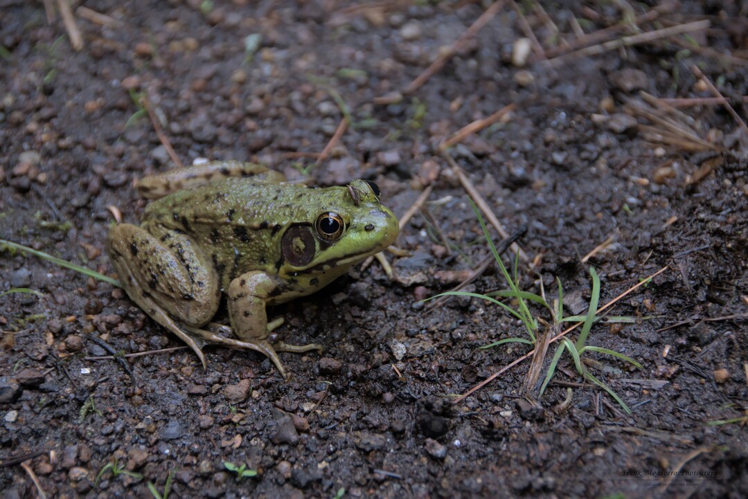 Concerned Frog - Etsy