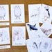 Arctic Animals Flashcards, Arctic Animals 3 Part Cards, Montessori ...