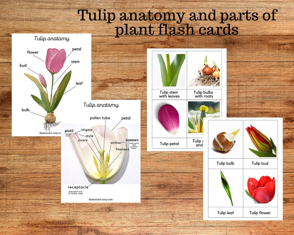 Tulip Anatomy Mini Study Tulip Learning Pack Tulips - Etsy