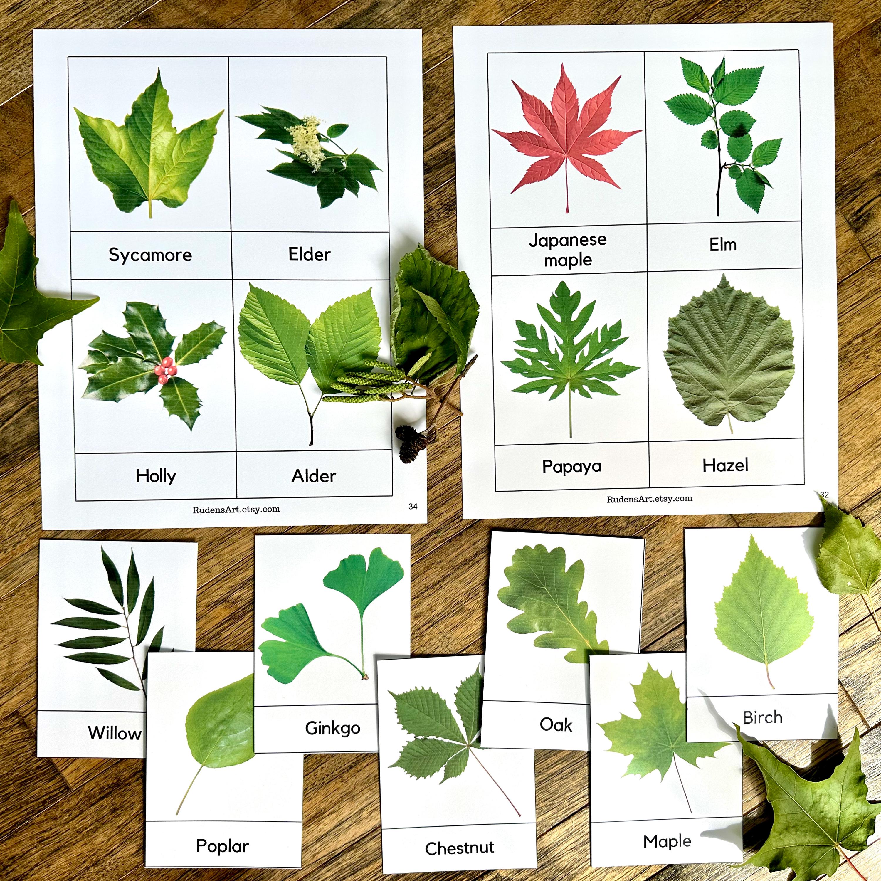 Leaves Unit Study, Leaf Anatomy, Three-part Cards, Montessori Materials ...