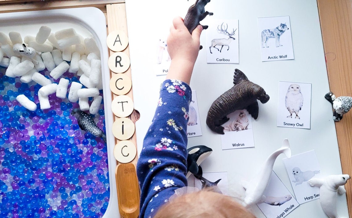 Arctic Animals Flashcards Arctic Animals 3 Part Cards | Etsy