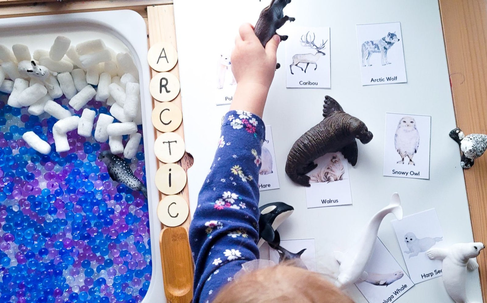 Arctic Animals Flashcards, Arctic Animals 3 Part Cards, Montessori ...