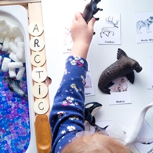 Arctic Animals Flashcards, Arctic Animals 3 Part Cards, Montessori ...