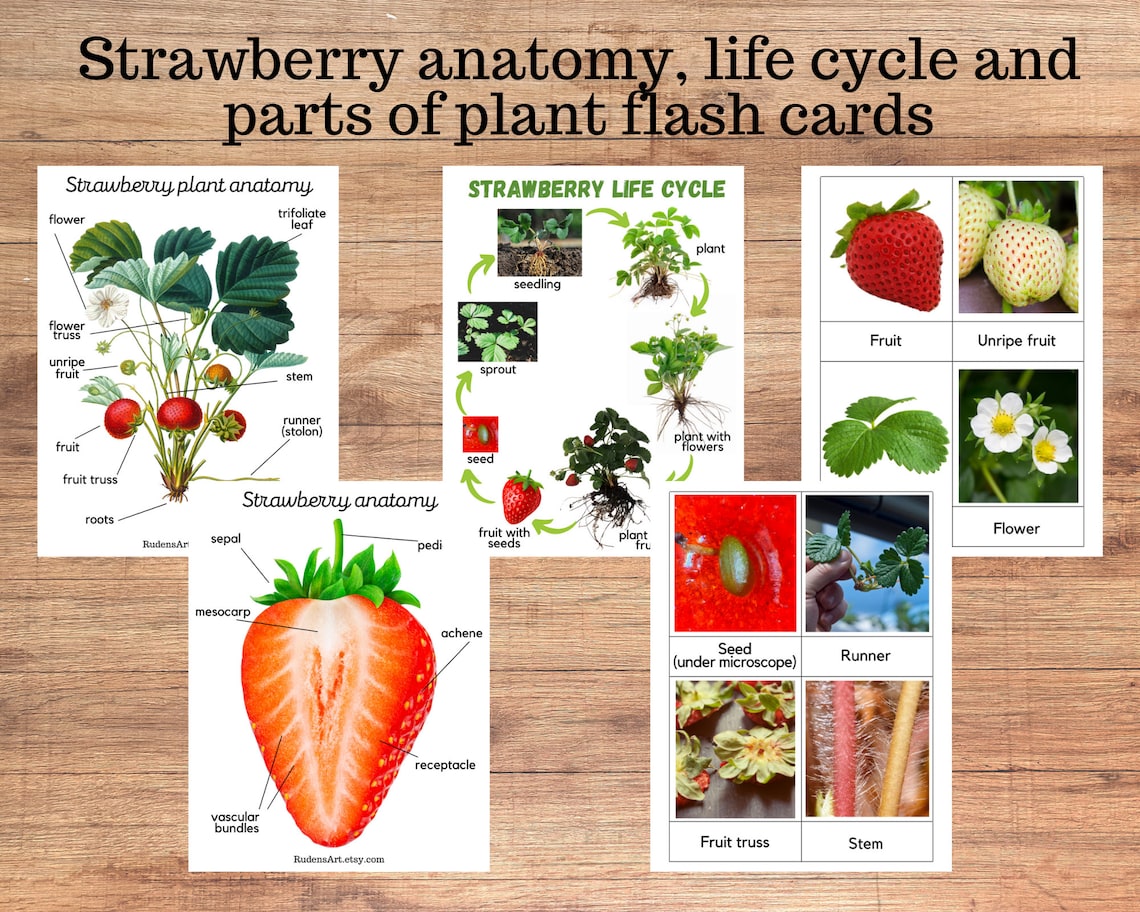 Strawberry Unit Study Strawberry Anatomy and Strawberry - Etsy