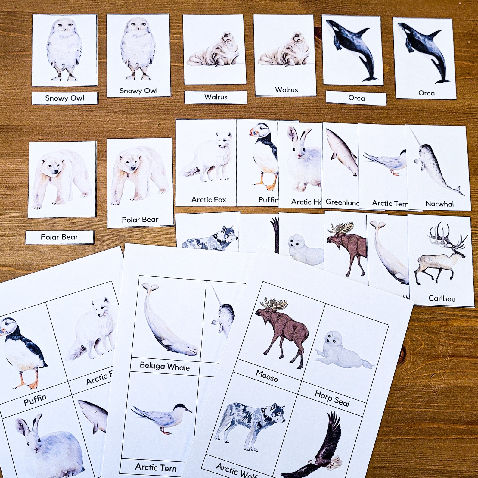 Arctic Animals Flashcards, Arctic Animals 3 Part Cards, Montessori ...