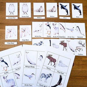 Arctic Animals Flashcards, Arctic Animals 3 Part Cards, Montessori ...