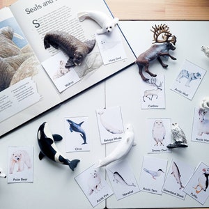 Arctic Animals Flashcards, Arctic Animals 3 Part Cards, Montessori ...