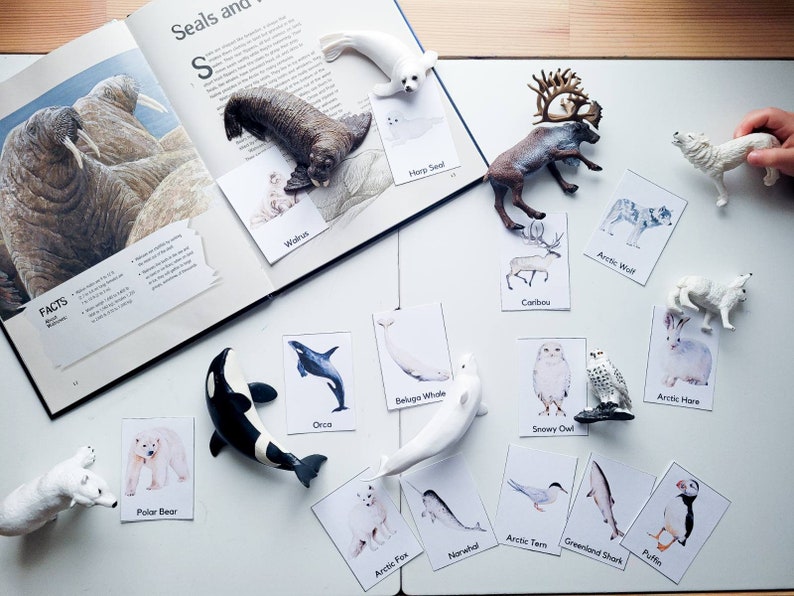 Arctic Animals Flashcards, Arctic Animals 3 Part Cards, Montessori ...