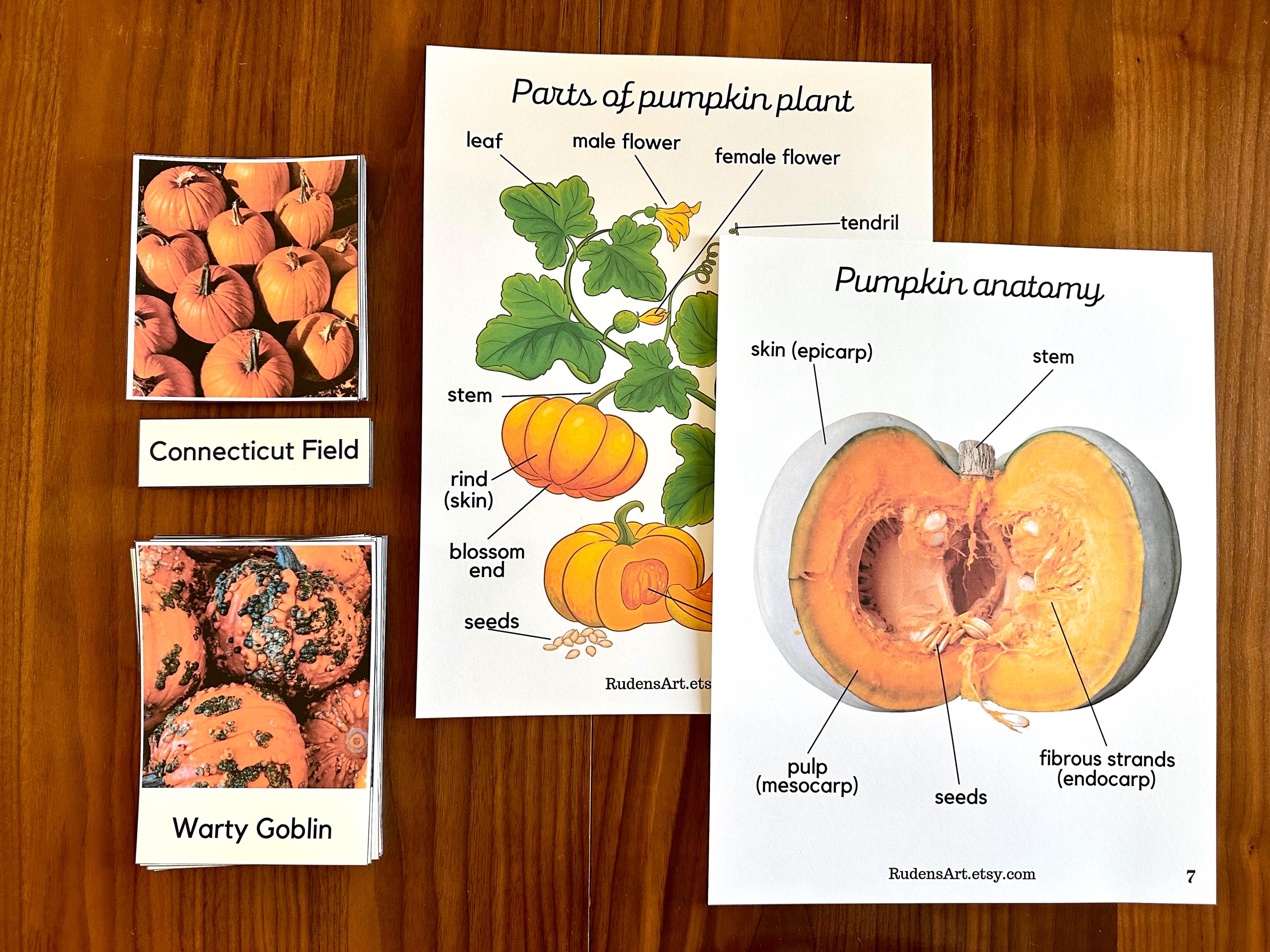 Pumpkin Unit Study, Pumpkin Anatomy and Life Cycle, Pumpkin Varieties ...