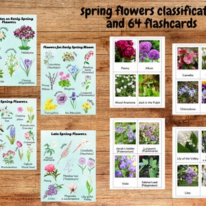 Spring Flowers Learning Pack - Spring Flowers Flashcards, Flowers ...