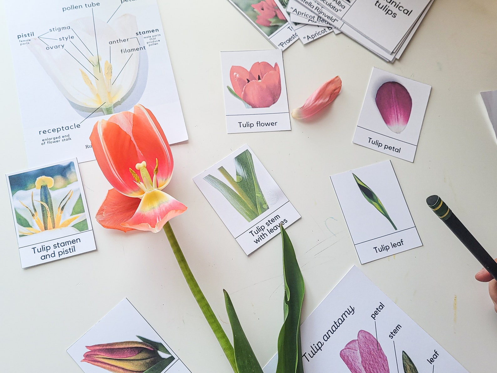 Tulip Anatomy Mini Study, Tulip Learning Pack - Tulips Flashcards ...