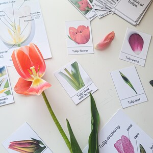 Tulip Anatomy Mini Study, Tulip Learning Pack - Tulips Flashcards ...
