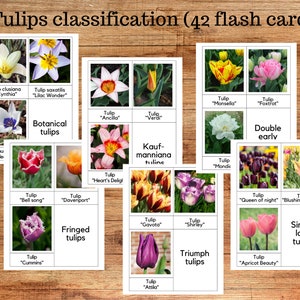 Tulip Anatomy Mini Study, Tulip Learning Pack - Tulips Flashcards ...