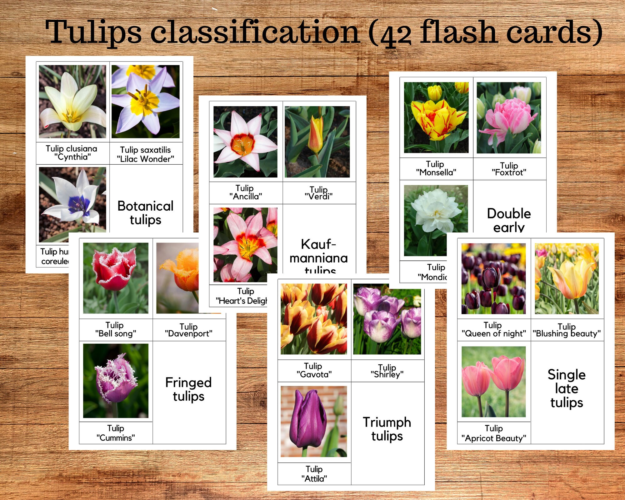 Tulip Anatomy Mini Study Tulip Learning Pack Tulips - Etsy