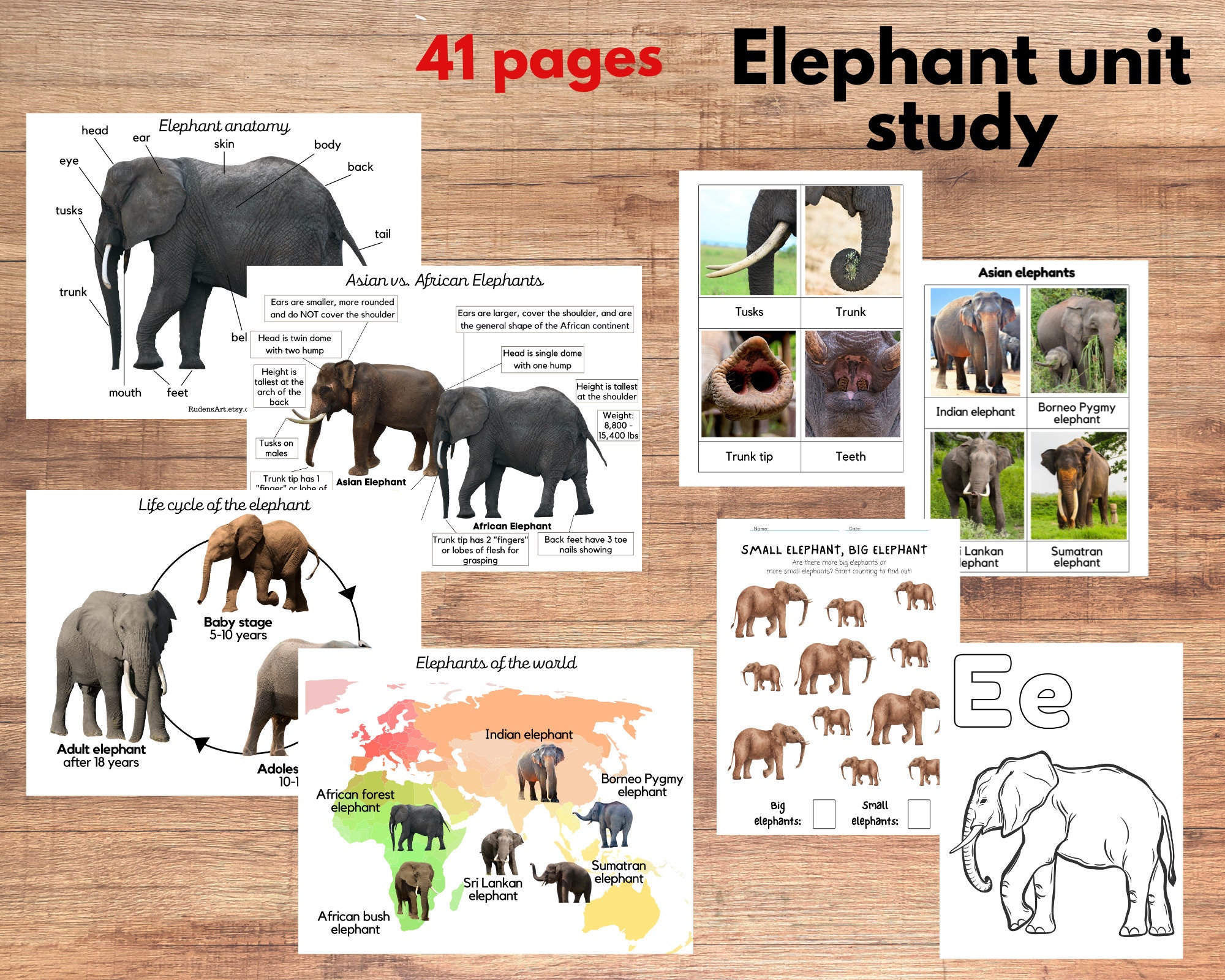 Elephant Subspecies