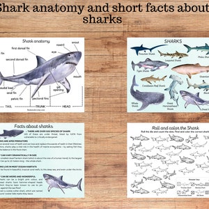 Shark Unit Study, Shark Anatomy and Shark Species Three-part Cards ...