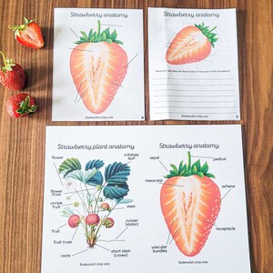 Strawberry Unit Study, Strawberry Anatomy and Strawberry Varieties ...