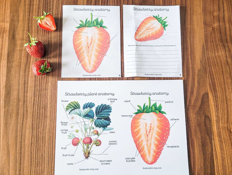 Strawberry Unit Study Strawberry Anatomy and Strawberry - Etsy
