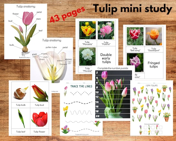 Tulip Anatomy Mini Study Tulip Learning Pack Tulips - Etsy