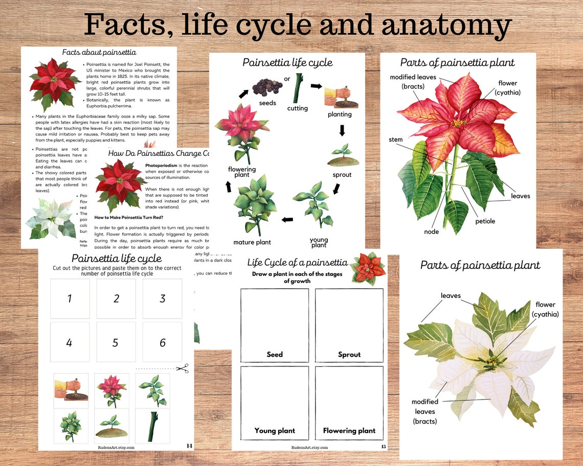 Poinsettia Unit Study Poinsettia Anatomy and Life Cycle - Etsy Canada