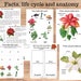 Poinsettia Unit Study Poinsettia Anatomy and Life Cycle - Etsy