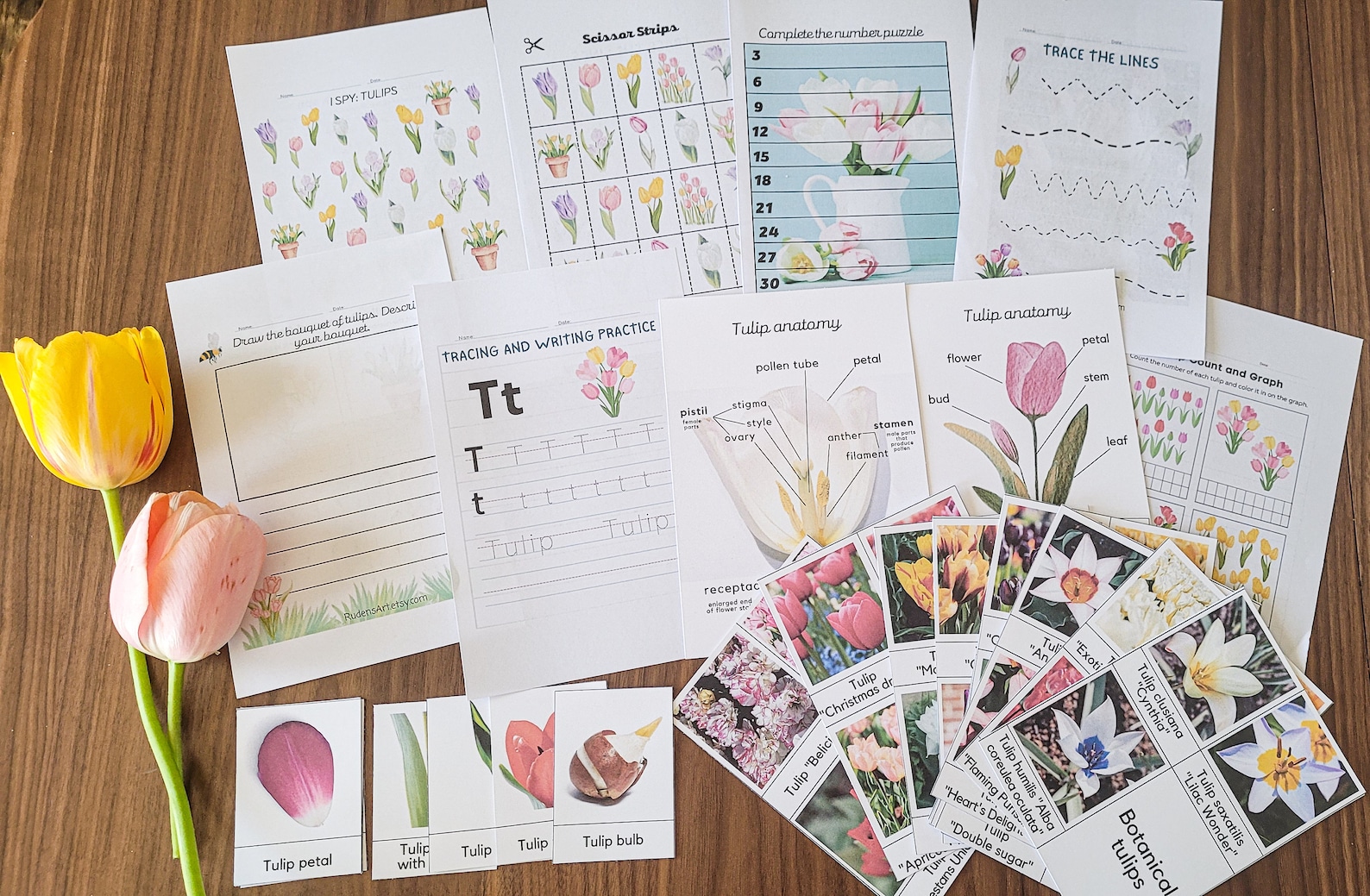 Tulip Anatomy Mini Study Tulip Learning Pack Tulips - Etsy