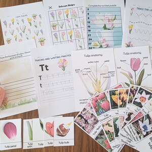 Tulip Anatomy Mini Study, Tulip Learning Pack - Tulips Flashcards ...