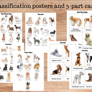 Dogs Unit Study, Dog Anatomy and Dog Breeds Three-part Cards, Math ...