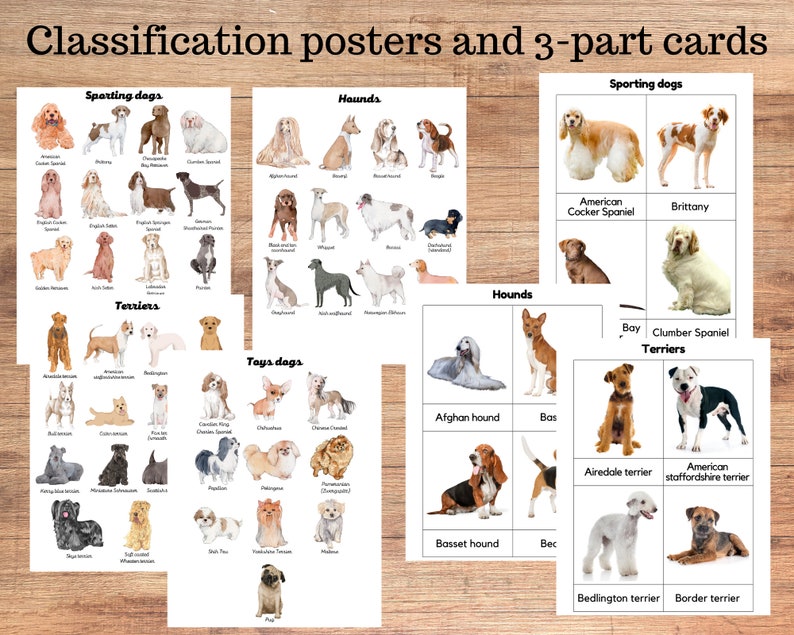 Dogs Unit Study Dog Anatomy and Dog Breeds Three-part Cards - Etsy