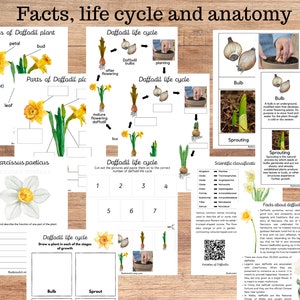Daffodil Unit Study, Narcissus Anatomy, Daffodil Life Cycle, Art, Music ...