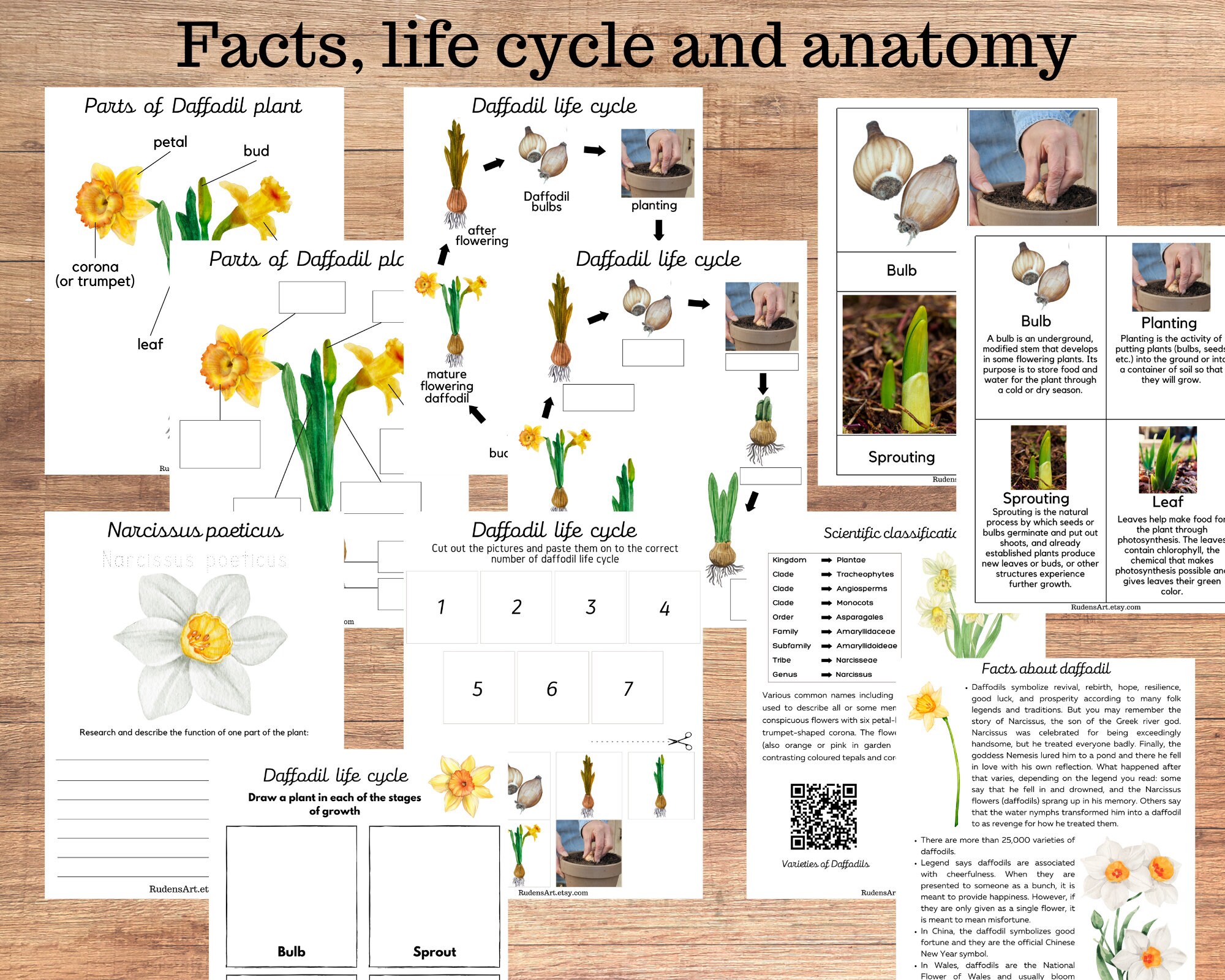 Daffodil Unit Study, Narcissus Anatomy, Daffodil Life Cycle, Art, Music ...