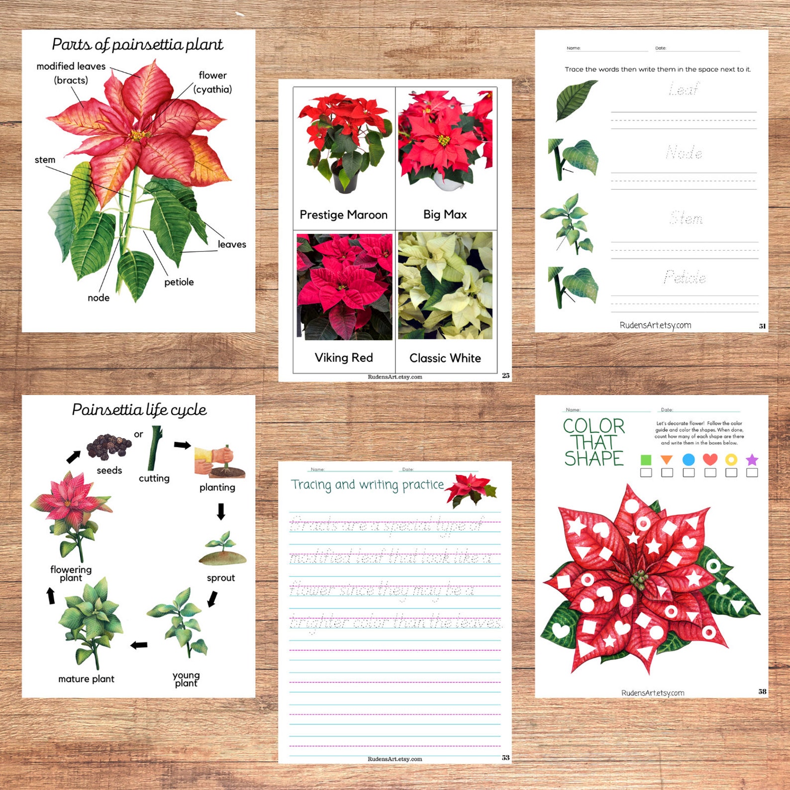 Poinsettia Unit Study Poinsettia Anatomy and Life Cycle - Etsy