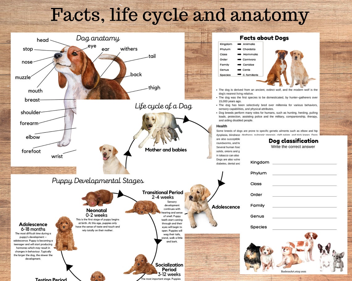 Dogs Unit Study, Dog Anatomy and Dog Breeds Three-part Cards, Math ...