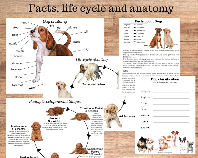 Dogs Unit Study Dog Anatomy and Dog Breeds Three-part Cards - Etsy