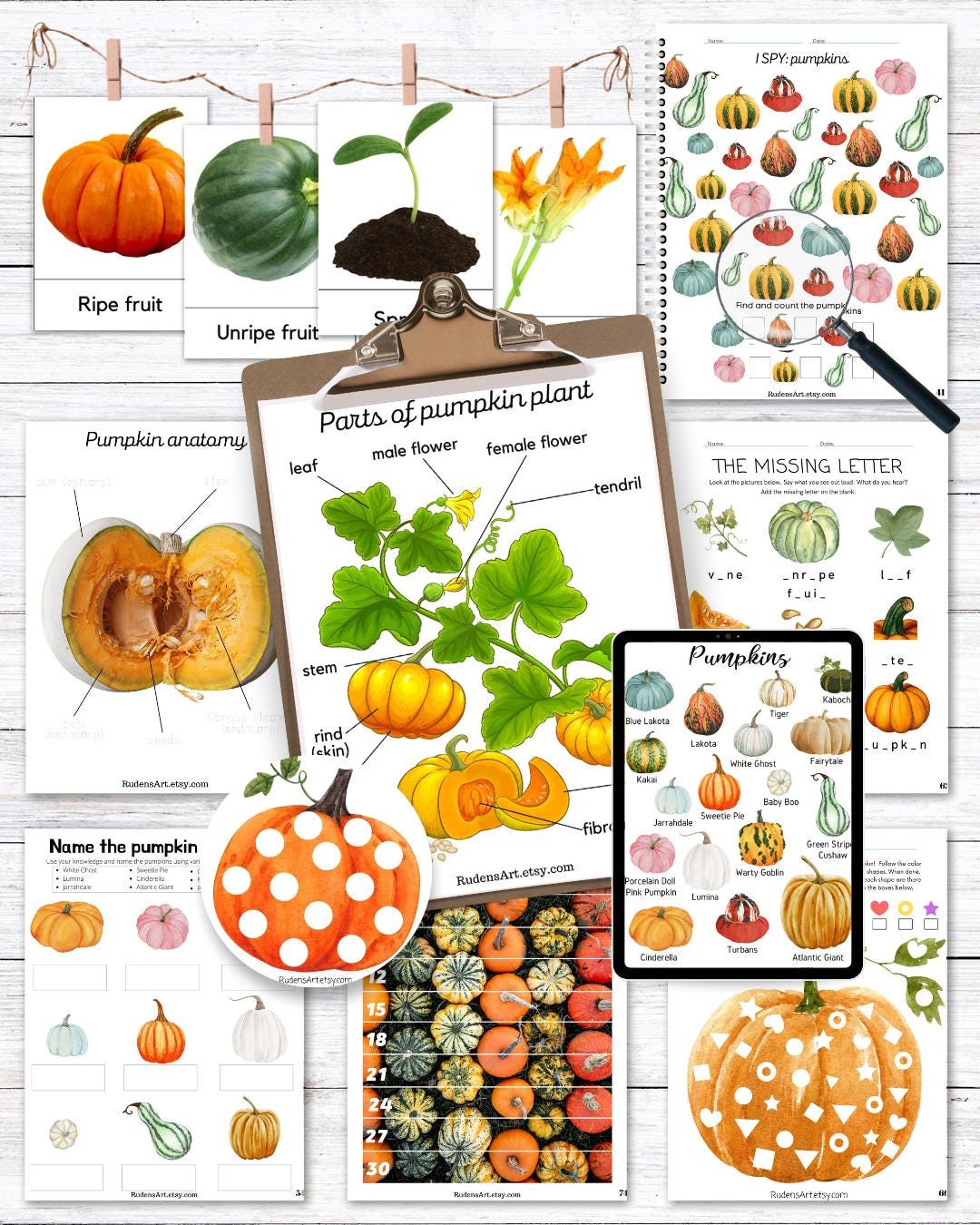 Pumpkin Unit Study, Pumpkin Anatomy and Life Cycle, Pumpkin Varieties ...