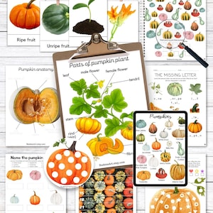 Pumpkin Unit Study, Pumpkin Anatomy and Life Cycle, Pumpkin Varieties ...