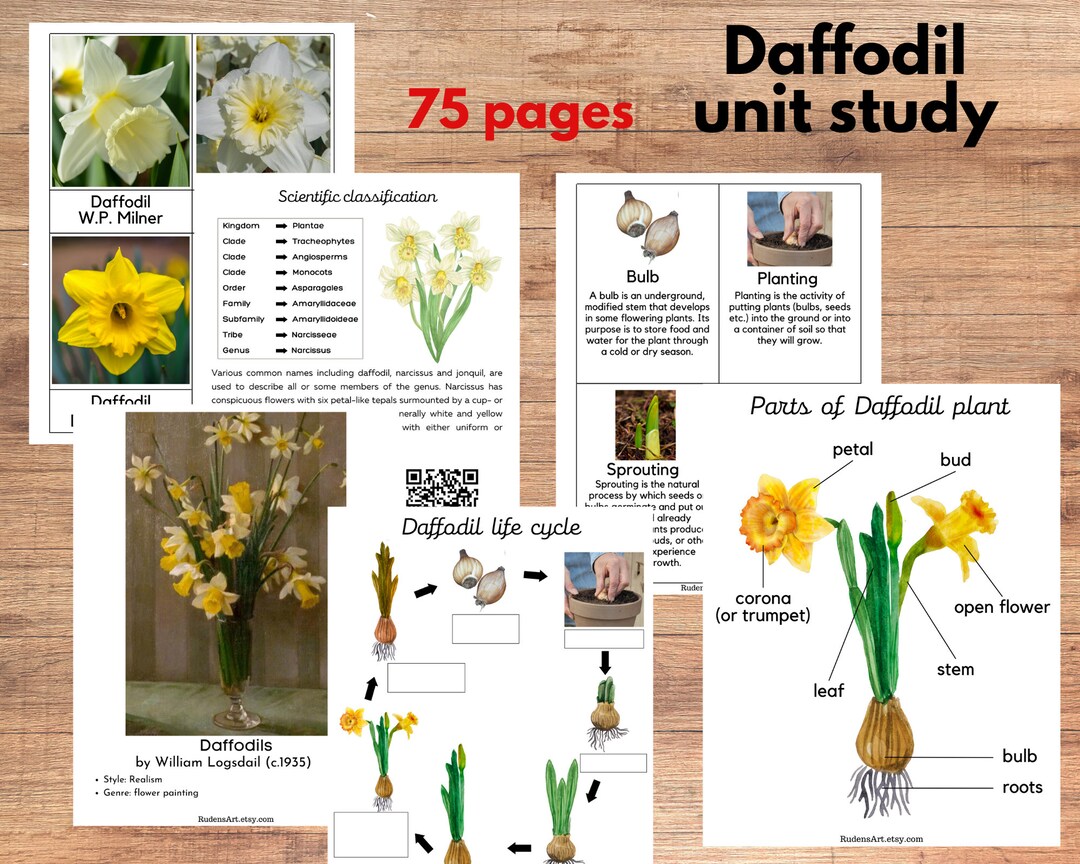 Daffodil Unit Study, Narcissus Anatomy, Daffodil Life Cycle, Art, Music ...