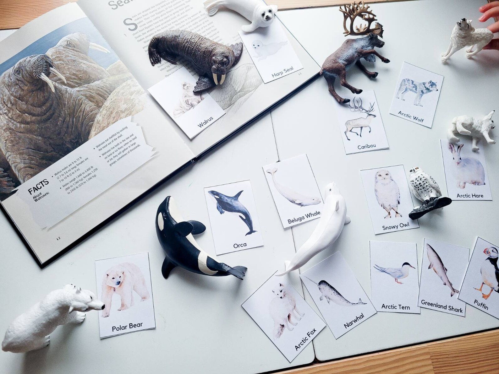 Arctic Animals Flashcards, Arctic Animals 3 Part Cards, Montessori ...