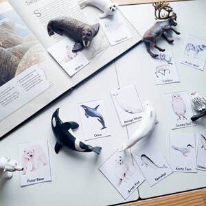 Arctic Animals Flashcards, Arctic Animals 3 Part Cards, Montessori ...