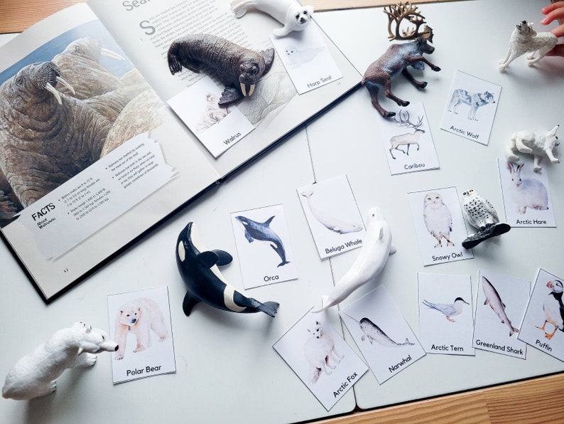 Arctic Animals Flashcards Arctic Animals 3 Part Cards | Etsy