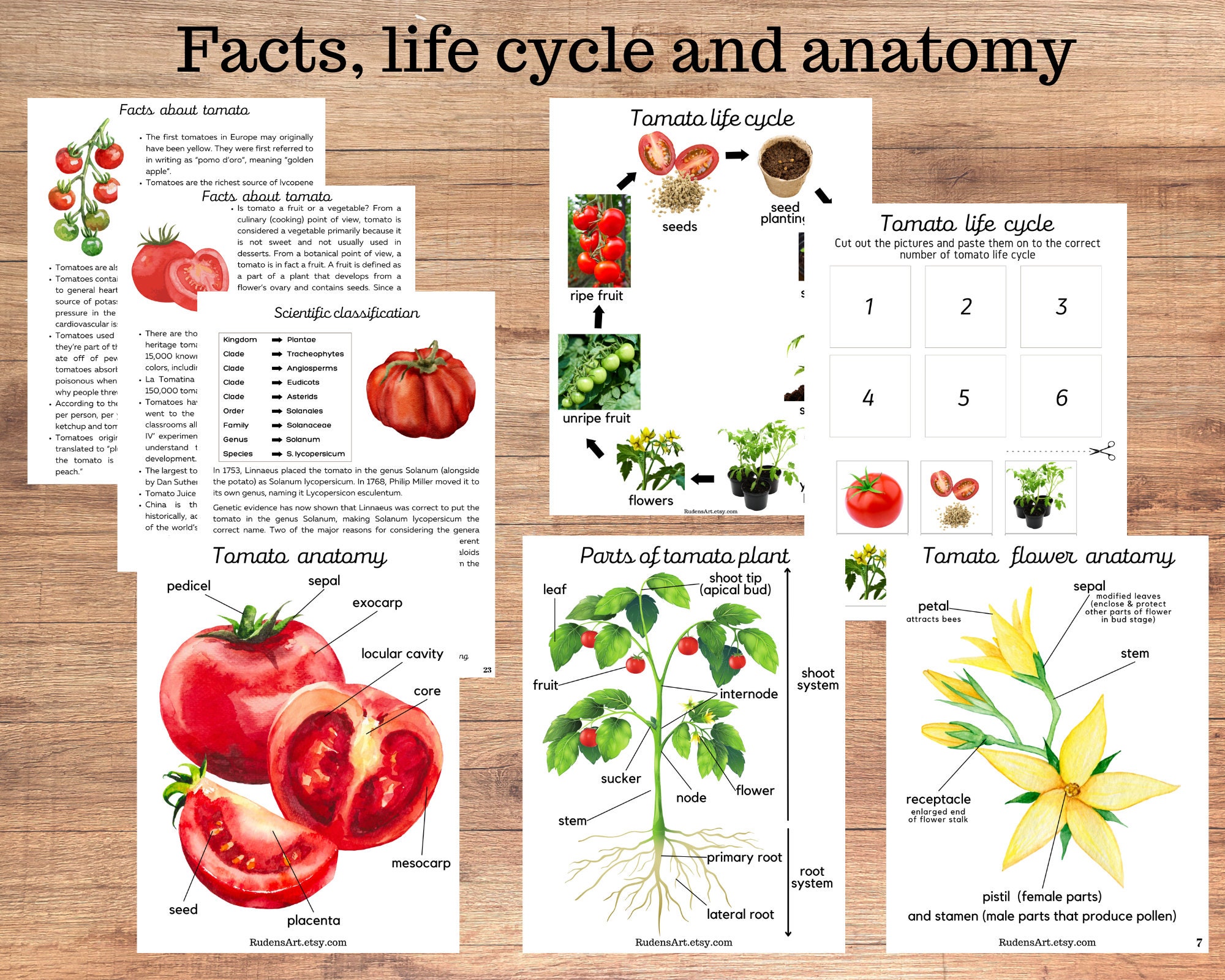 Tomato Unit Study, Tomato Anatomy and Life Cycle, Tomato Varieties ...