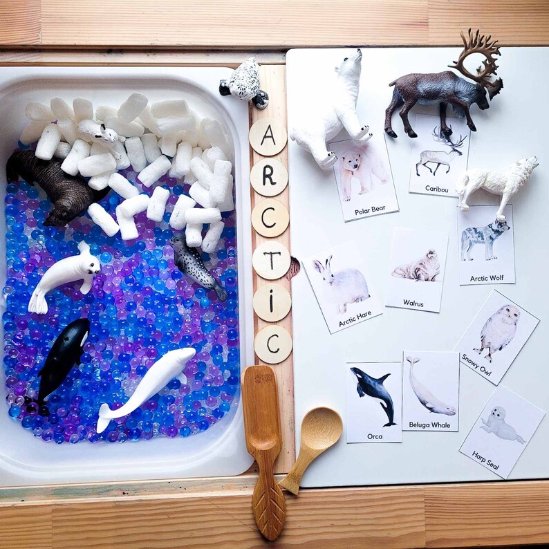 Arctic Animals Flashcards Arctic Animals 3 Part Cards | Etsy
