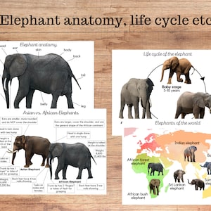 Elephant Unit Study, Elephant Anatomy and Species Three Part Cards ...