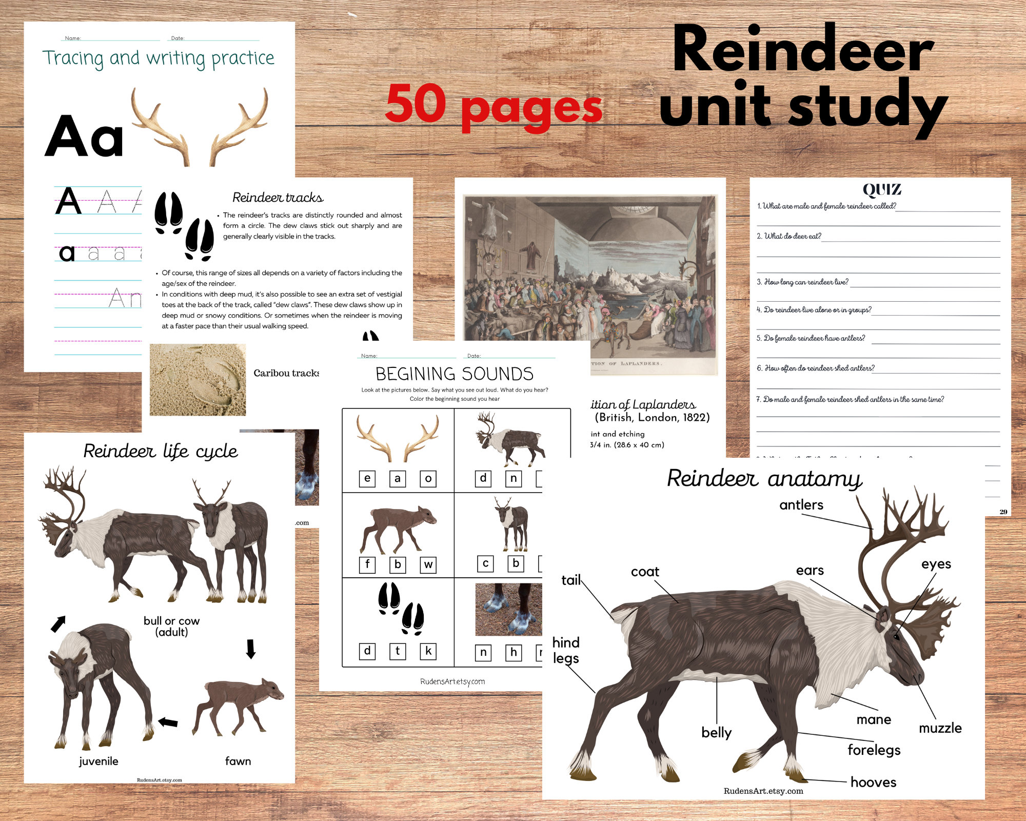 Reindeer Unit Study Reindeer Anatomy Caribou Life Cycle - Etsy
