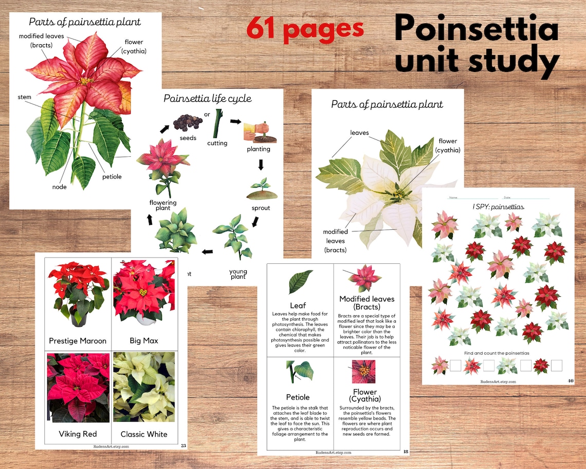 Poinsettia Unit Study Poinsettia Anatomy and Life Cycle - Etsy
