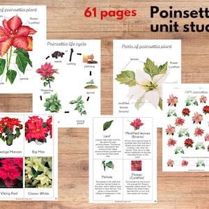 Poinsettia Unit Study, Poinsettia Anatomy and Life Cycle, Poinsettia ...
