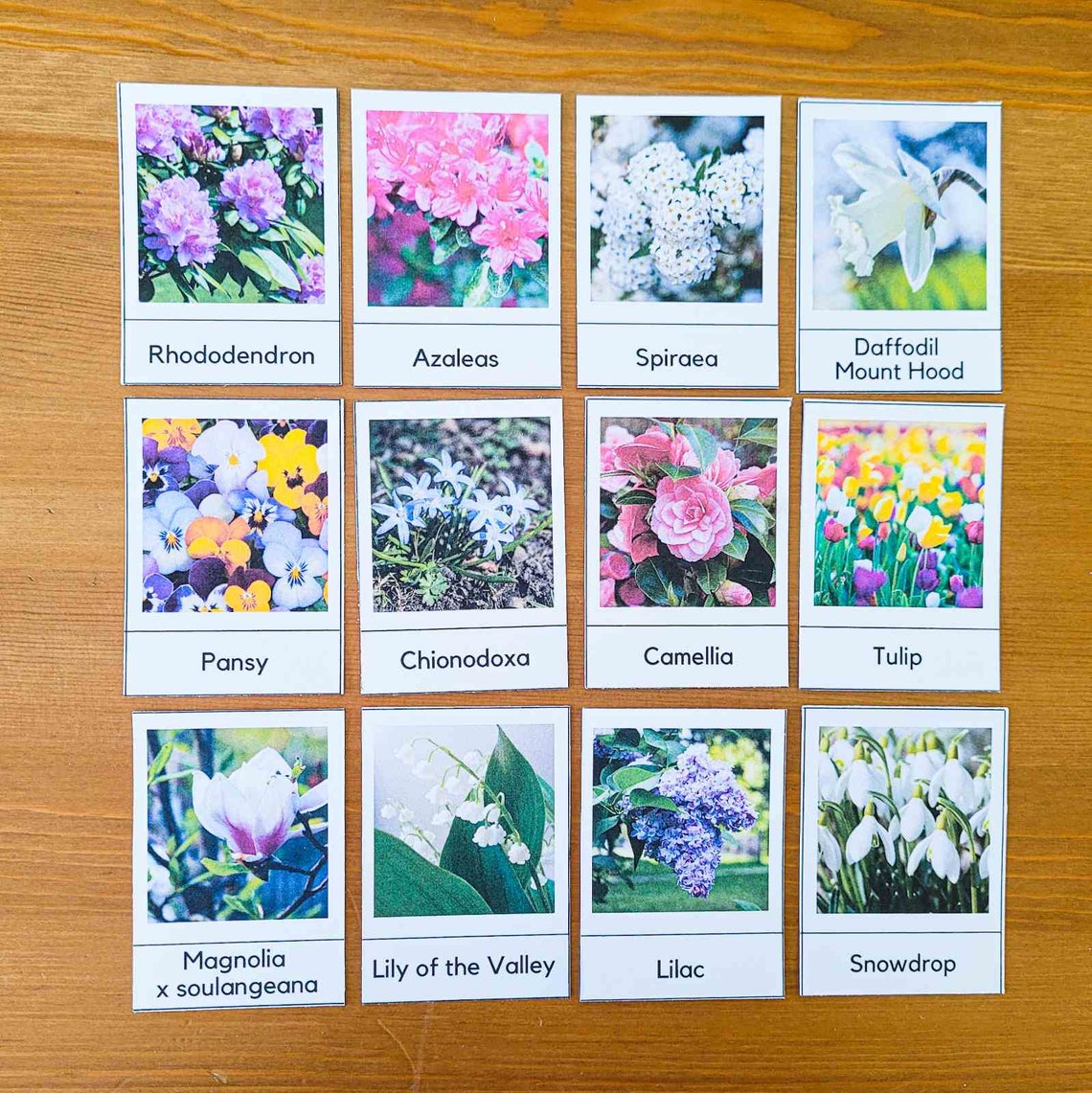 Spring Flowers Learning Pack Spring Flowers Flashcards | Etsy